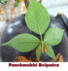 Types of Bel Patra, Panchmukhi Belpatra and Significance